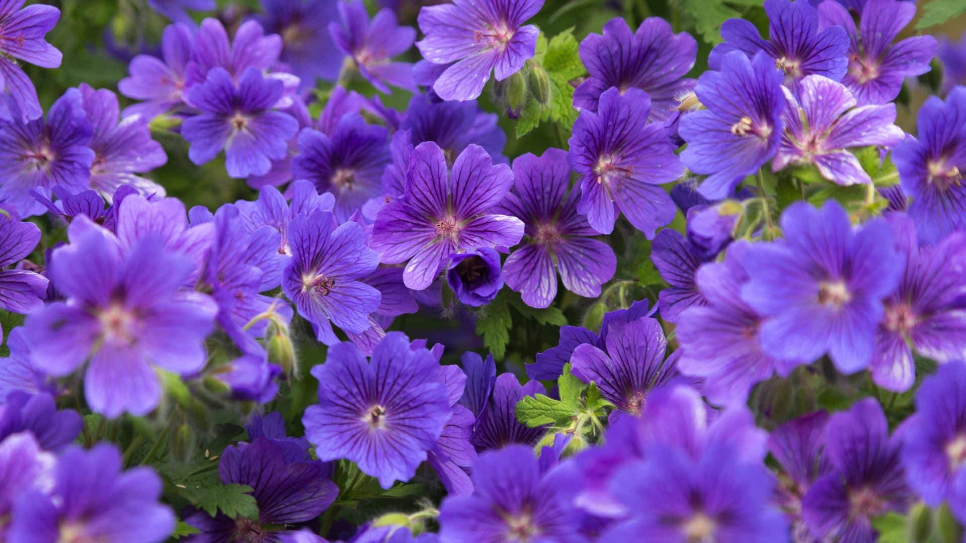 Geranium Rozanne - Garden Xperience