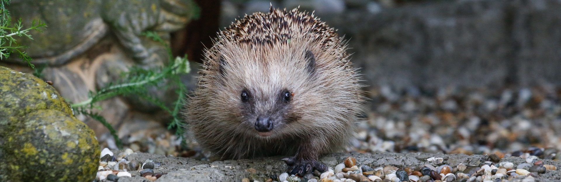 Een tuin voor egels - Garden Xperience